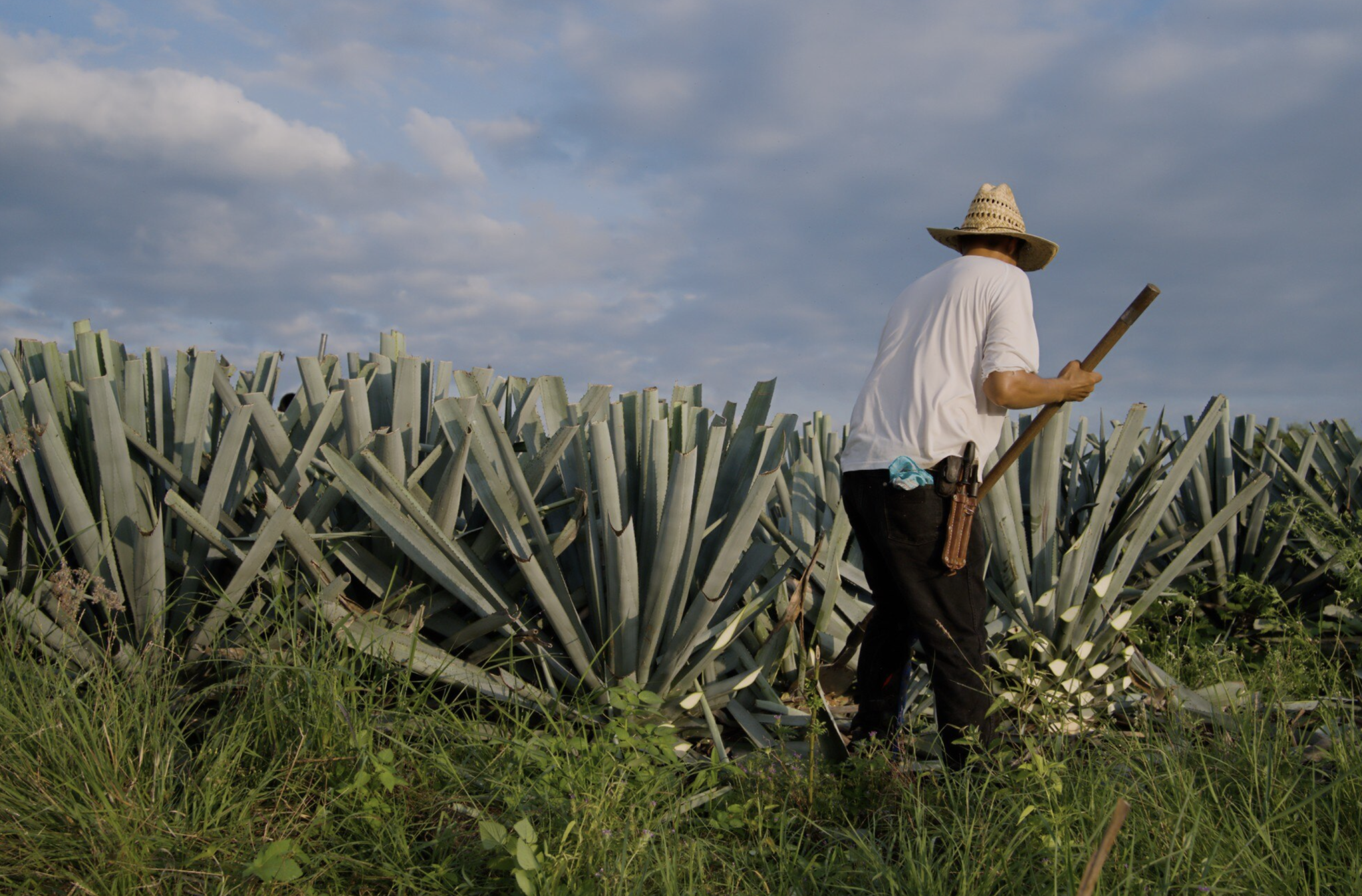 La historia del tequila, una bebida muy mexicana - México Travel Channel